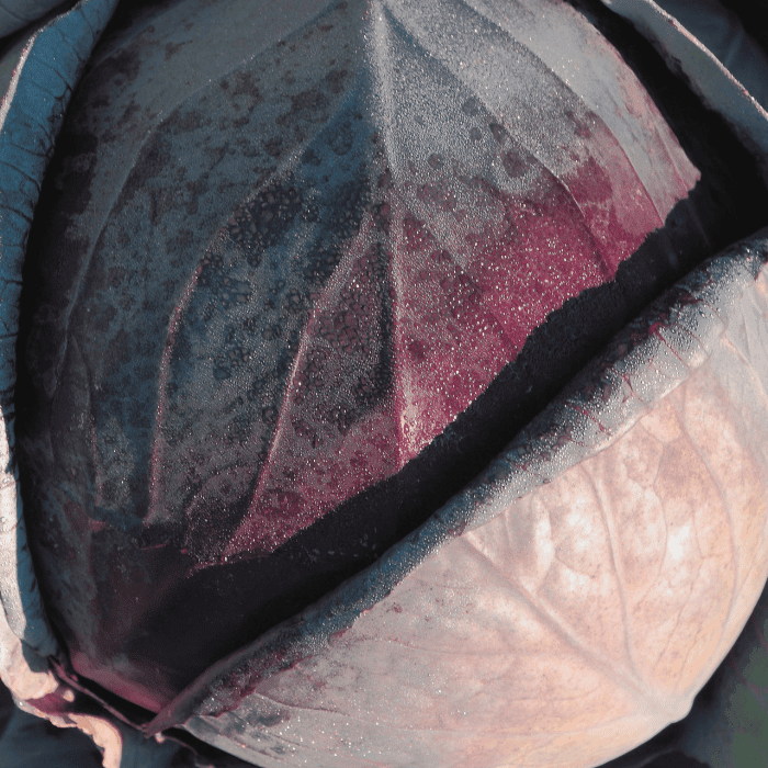 Chou rouge lacto-fermenté BIO Nutriform - (44,6cl)