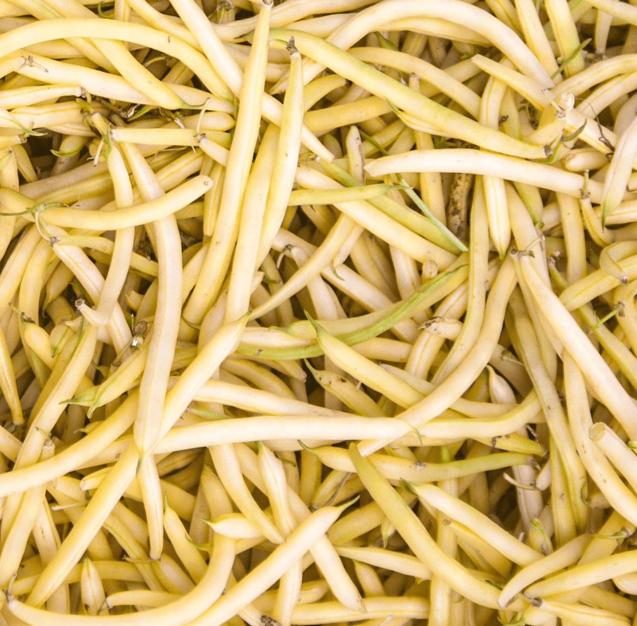 Haricots beurre Gillet Contres (72cl) - Origine France